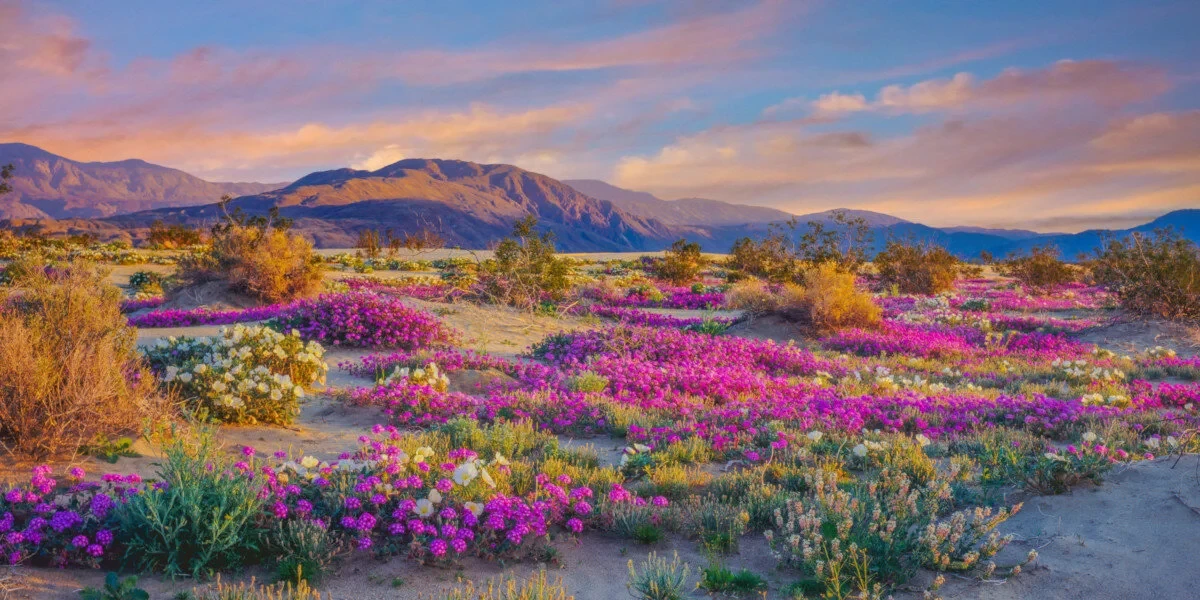 Springtime in Color: 10 Must See Wildflowers in Malibu | Malibu Blog ...