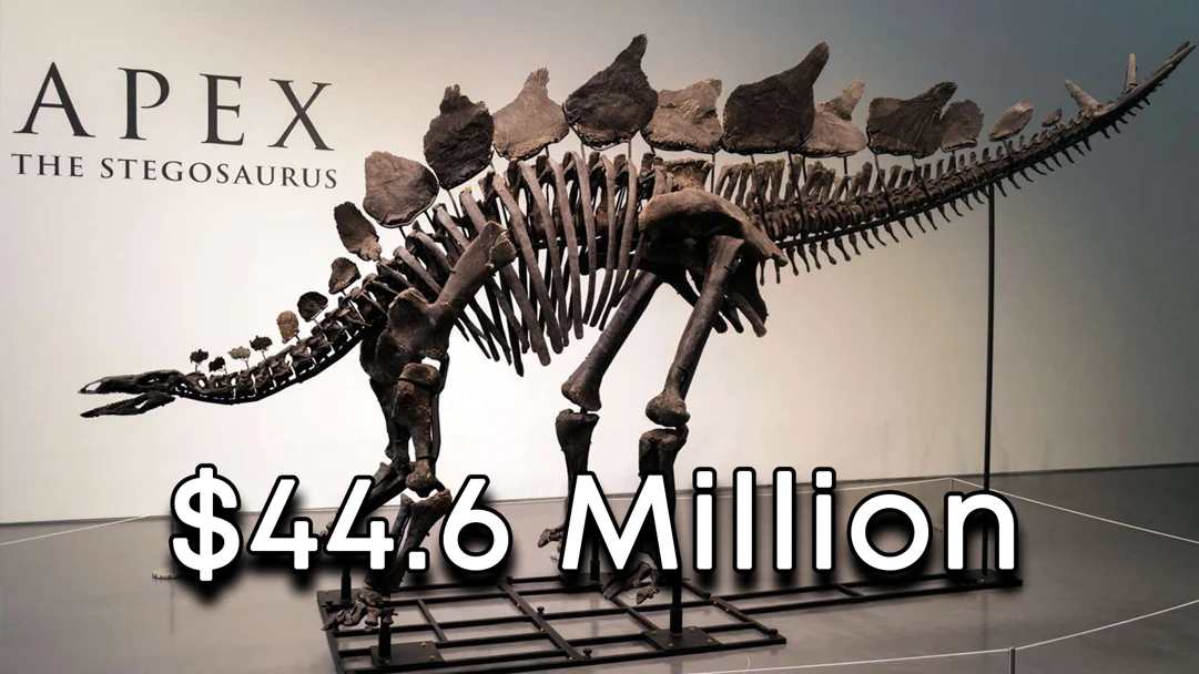 Most Complete Stegosaurus Fossil Breaks Auction Record | Malibu Blog ...